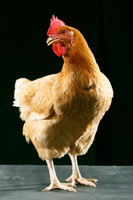 Who do chicken people get along best with? - iNEWS