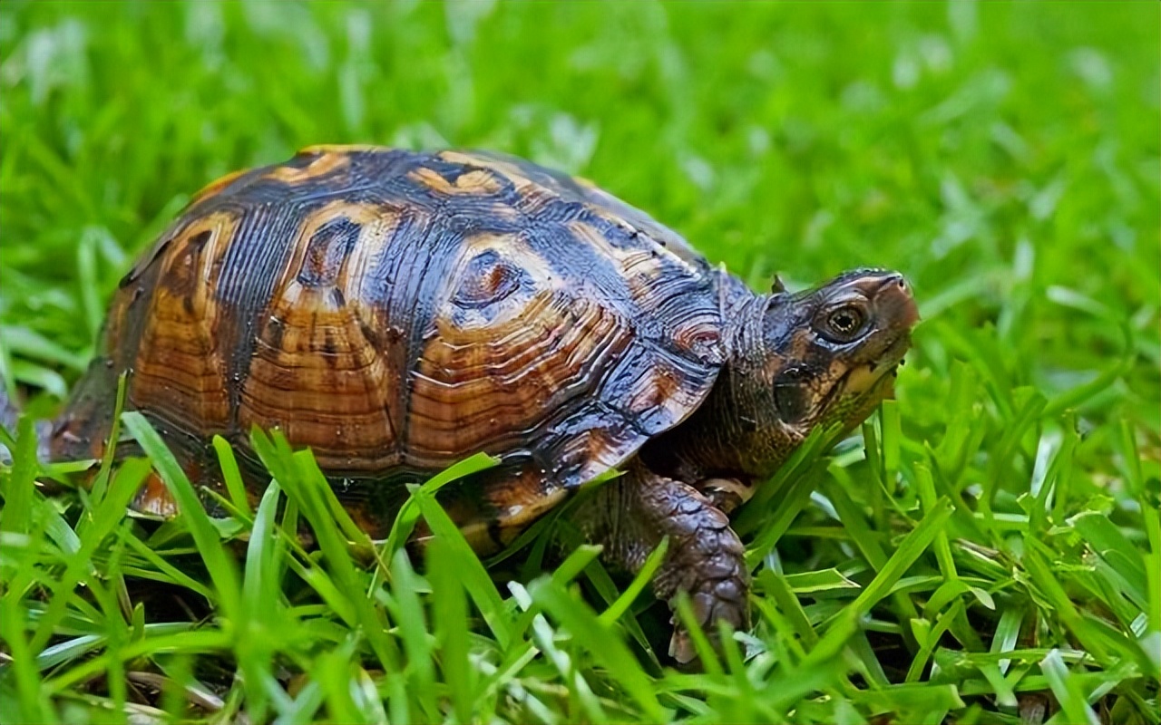 How to deal with tortoise stress?How to reduce turtle stress?Detailed ...
