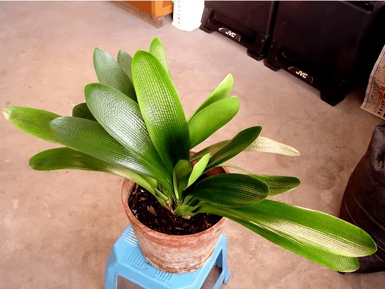 In March and April, Clivia is "easy to be hungry", feed 4 things, the ...