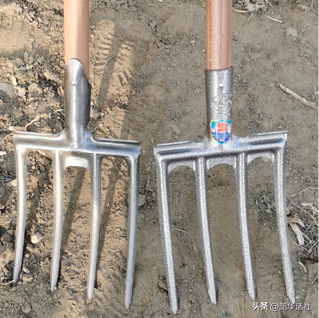 Fork Blooms: The Evolution and Glory of Fork - iNEWS