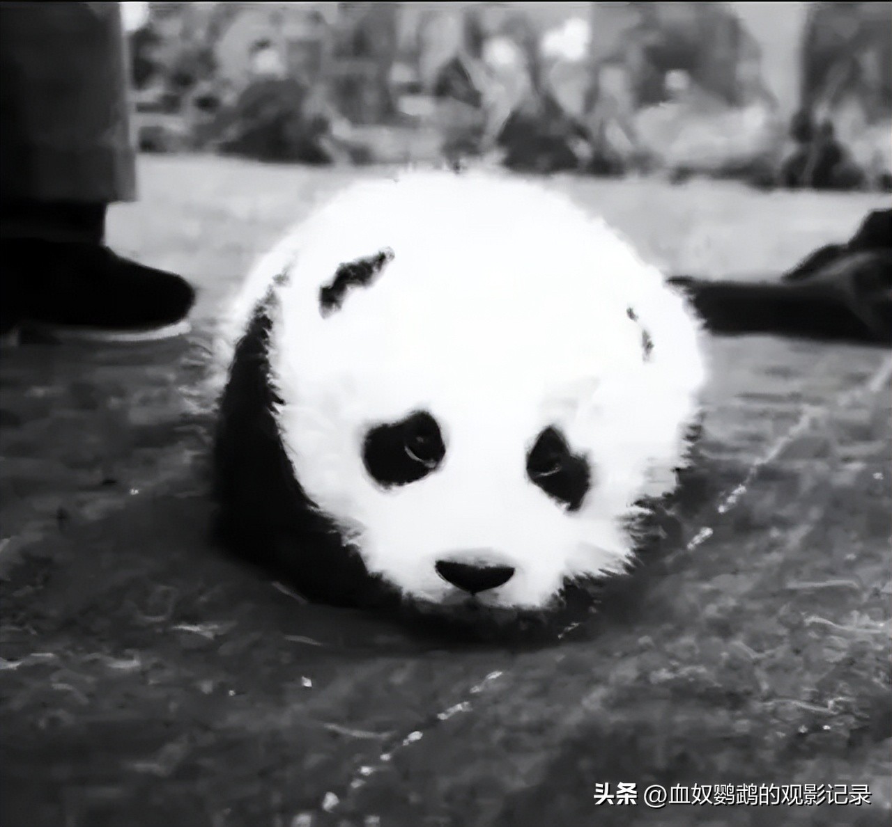 cute panda, smart panda, brave panda, sad panda - iNEWS