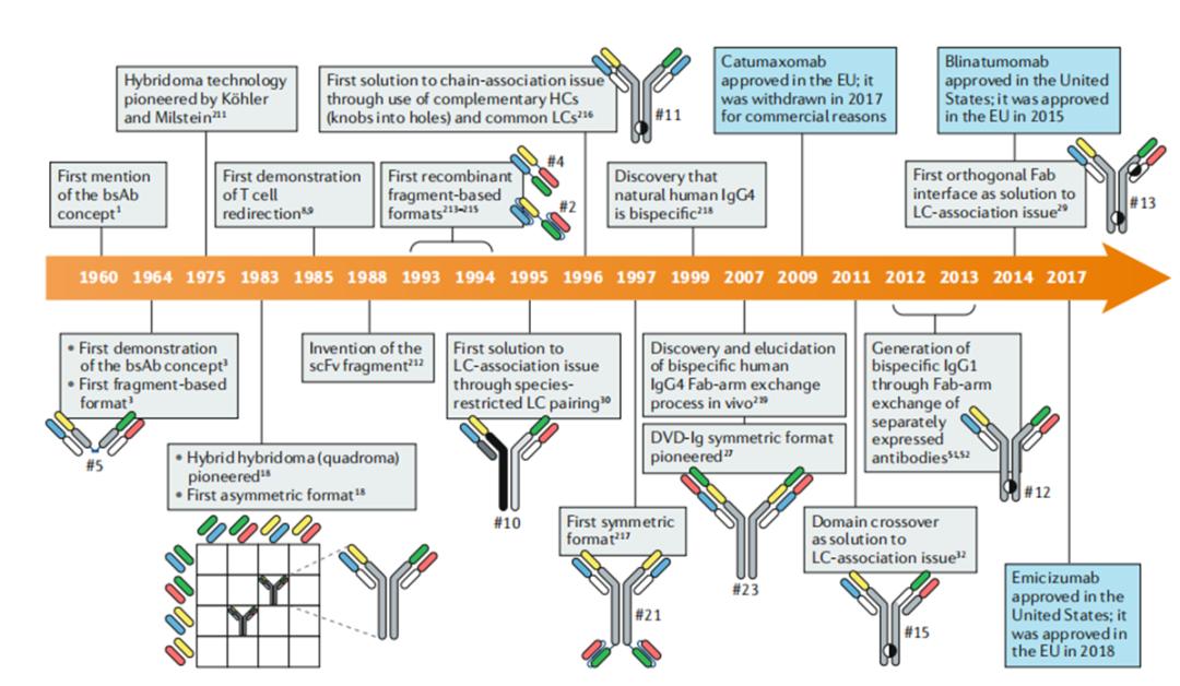 Current Situation of Bispecific Antibody Development - iNEWS
