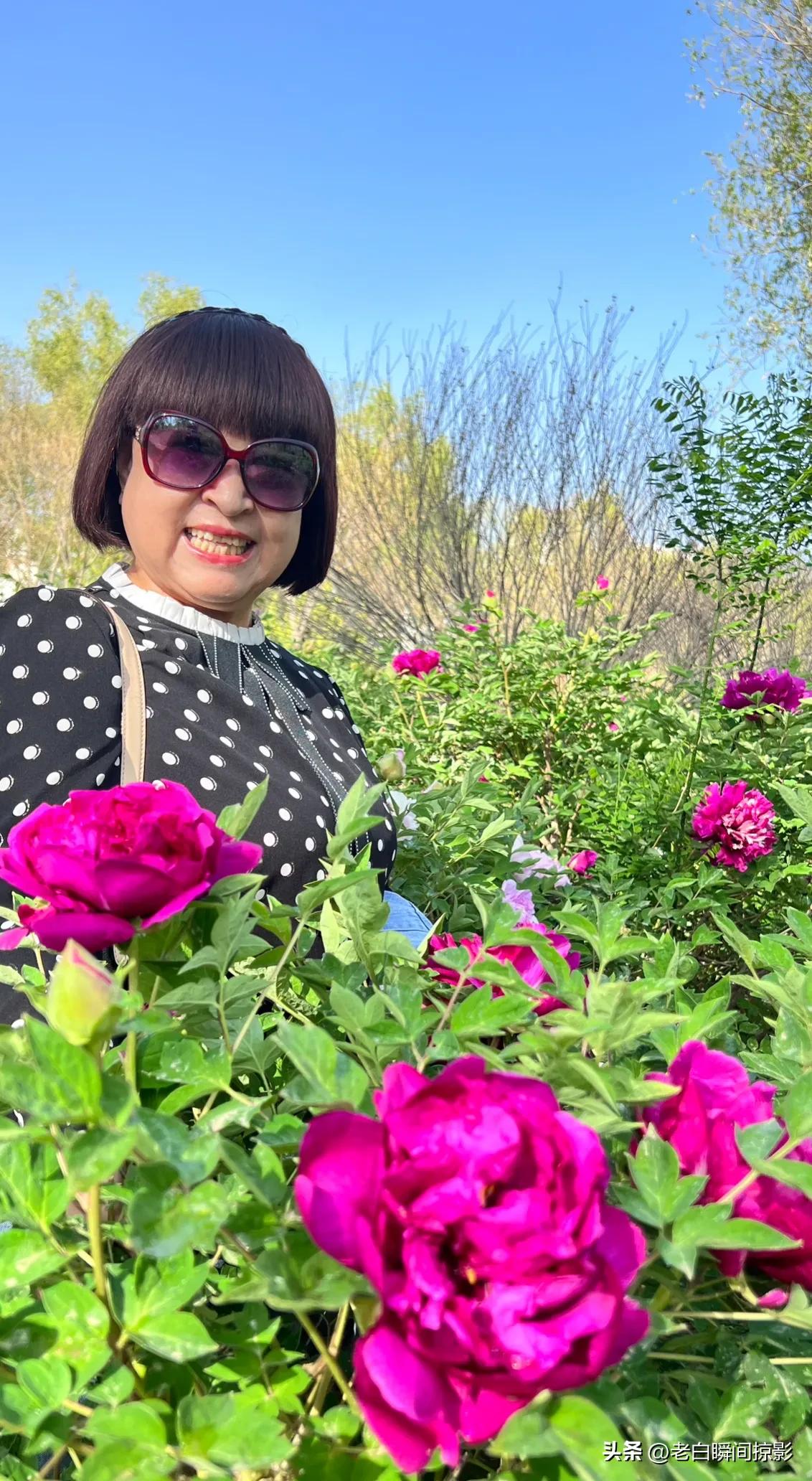 Lanzhou Lily Park: Peonies are in full bloom, turning the soul of love ...