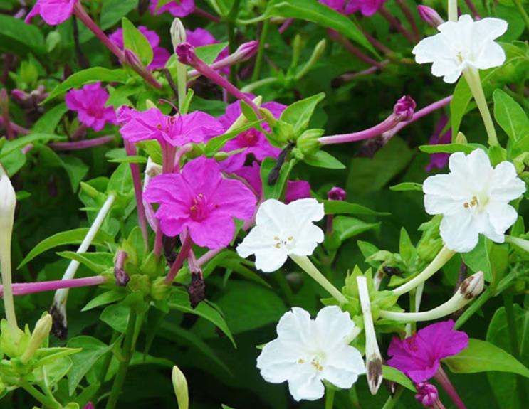 A plant in the countryside, known as the mine flower, was used to make ...