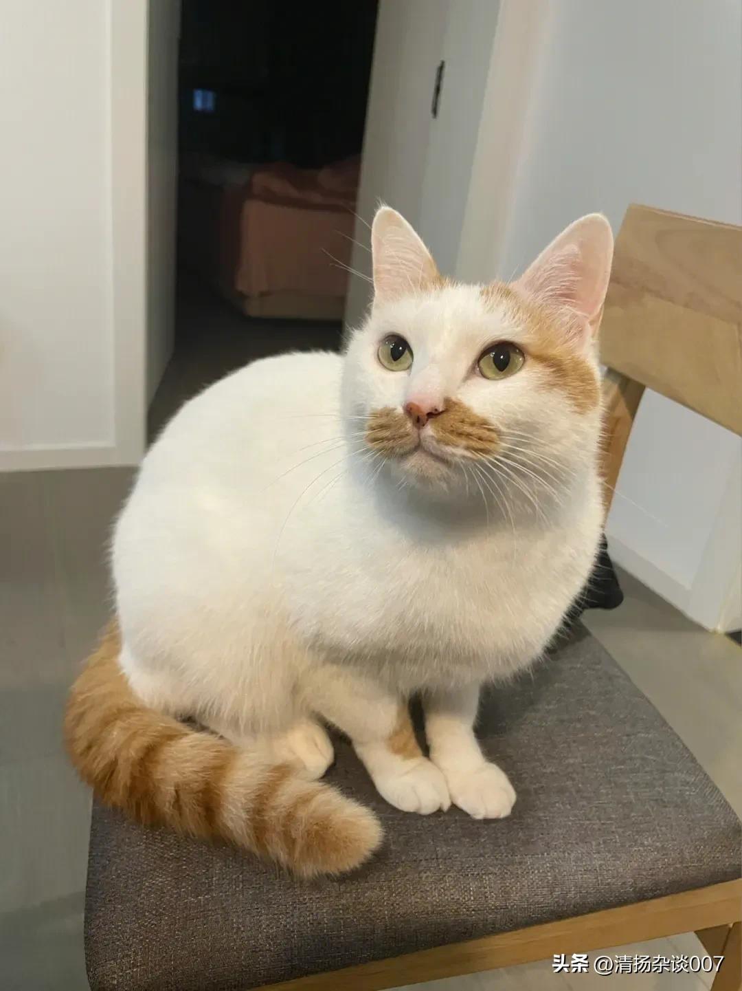 How much do you know about Chinese pastoral cats? This article gives ...