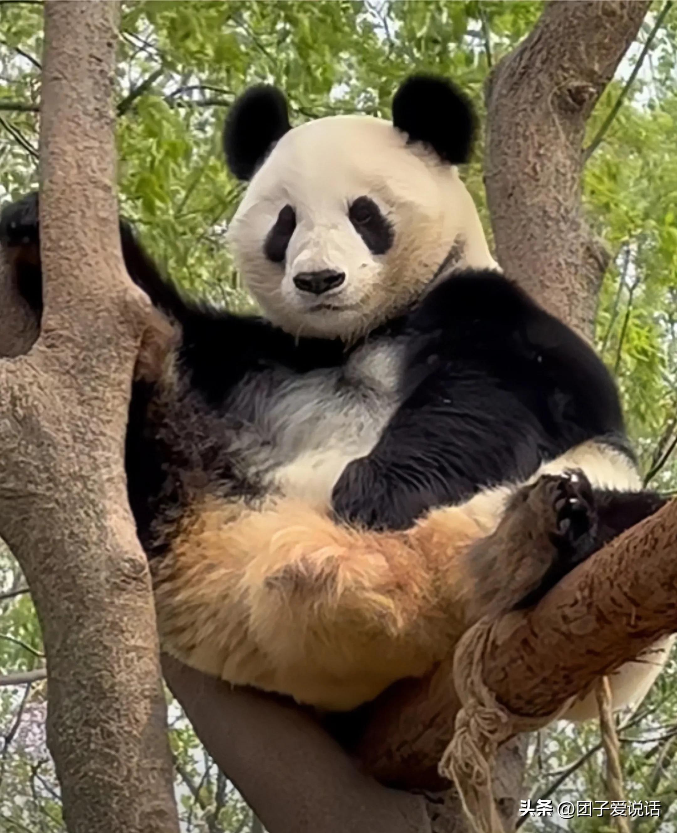 Meet Giant Pandas: Nanjing Tangshan Ziqing Lake Wildlife World - iNEWS
