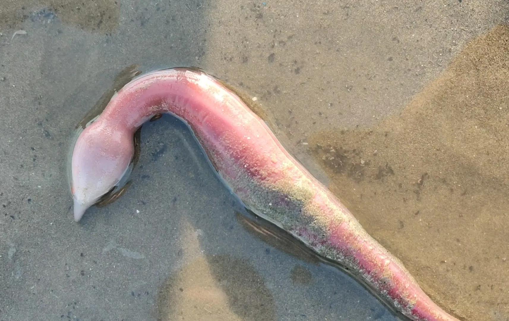 Netizens dig up mysterious creatures on the beach, what do you call ...