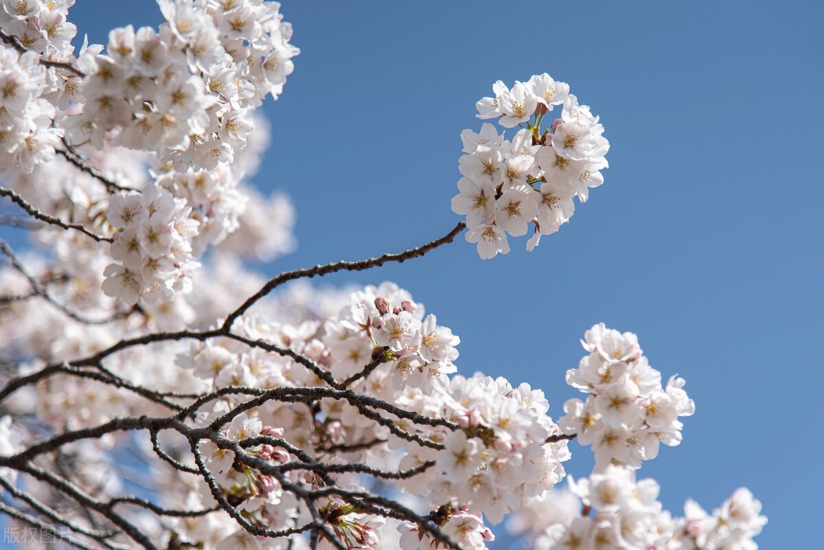 In Japan, meet the most beautiful cherry blossom rain - iNEWS