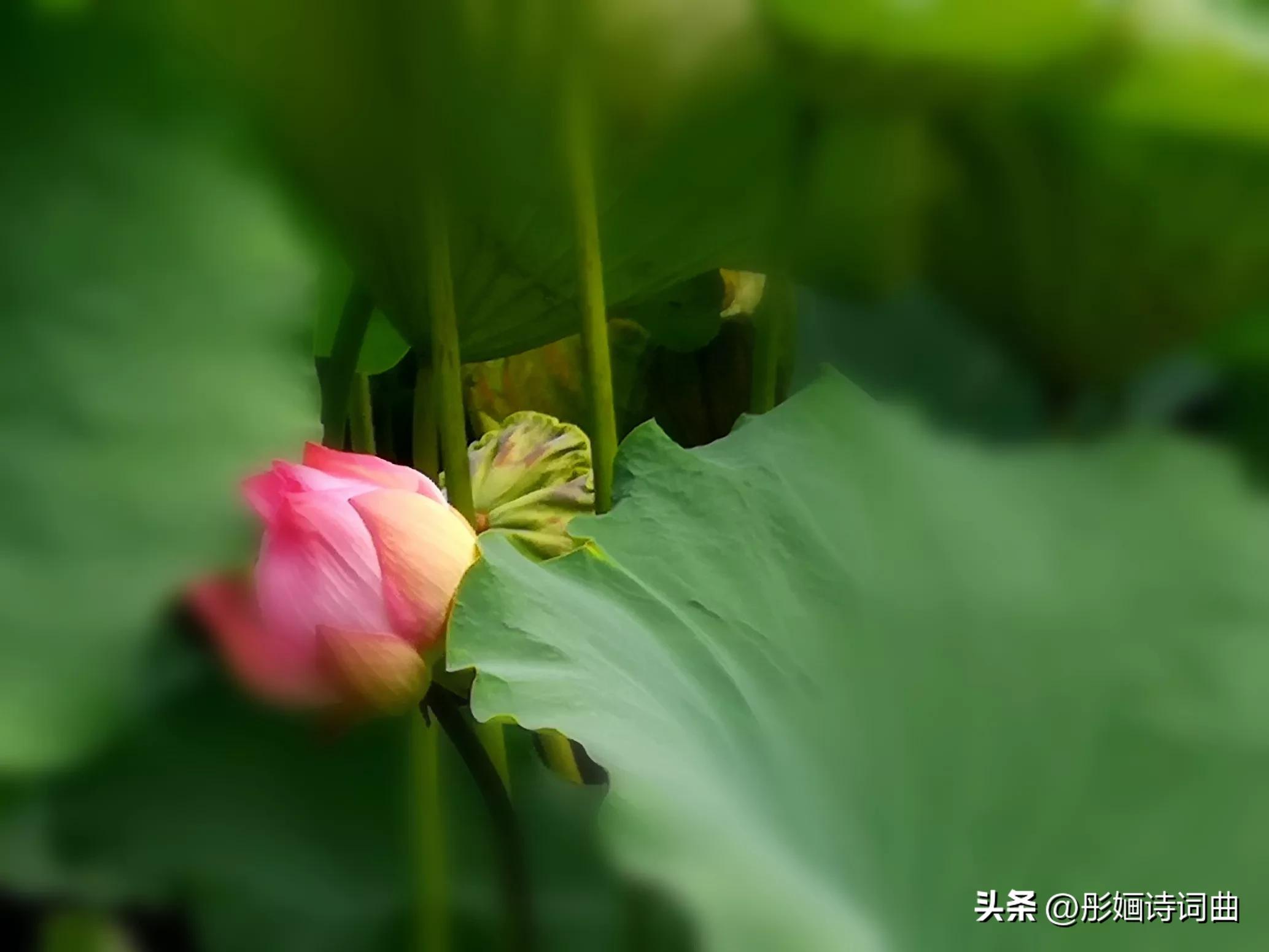 The distance is you, the charm in Yuefu poetry: a group of classical ...