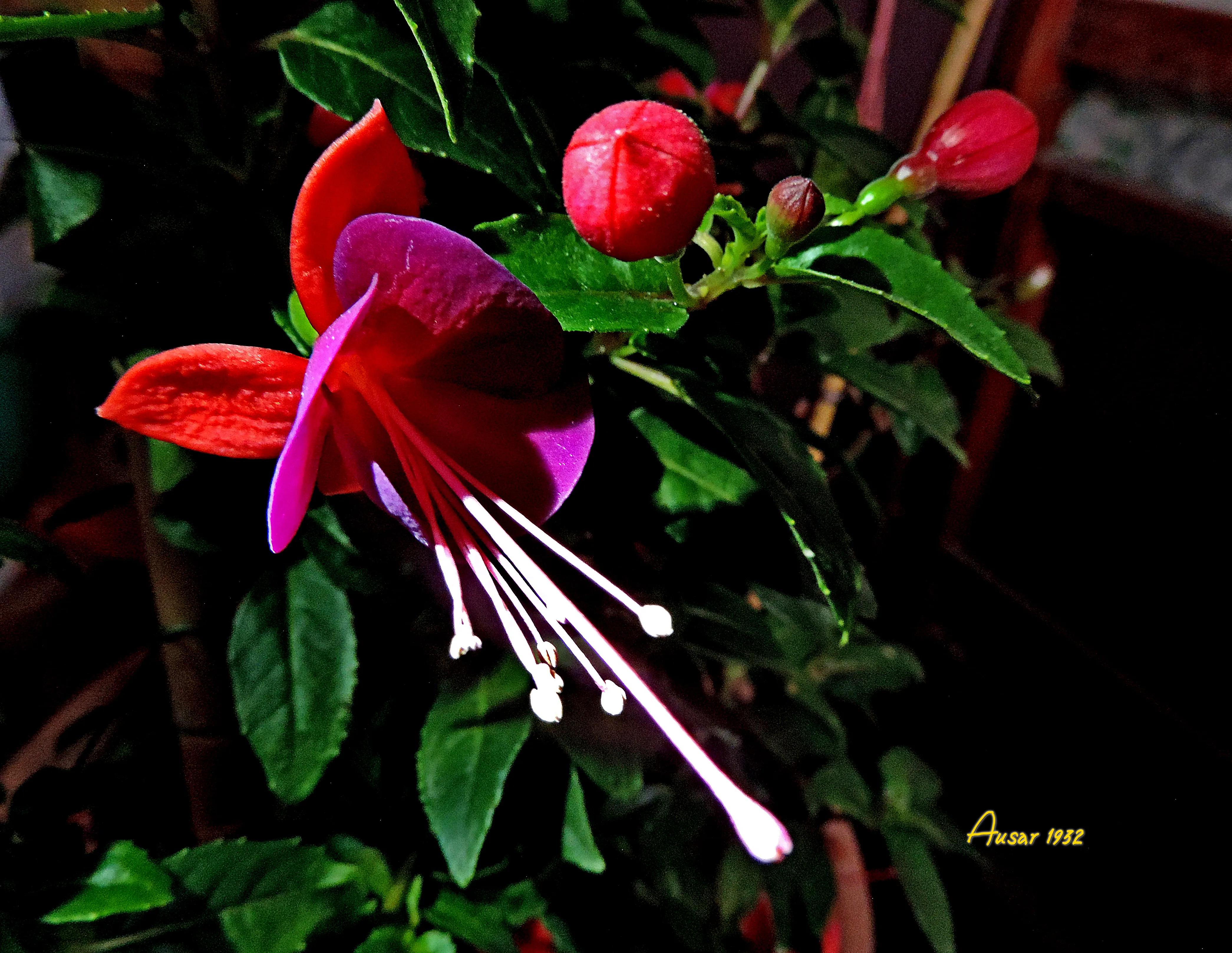 Fuchsia, peculiar flower shape, important flower plant - iNEWS