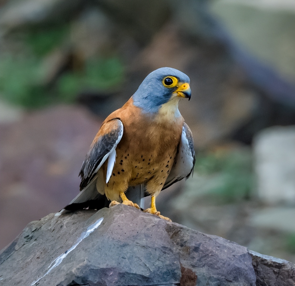 Yellow-clawed Falcon: Sky Strike, Precious Falcon - iMedia