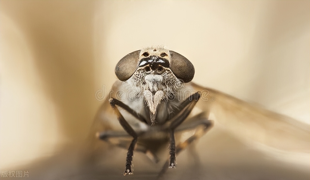 What is a Gadfly? Why can't the gadfly's nest be pinched? The fastest ...