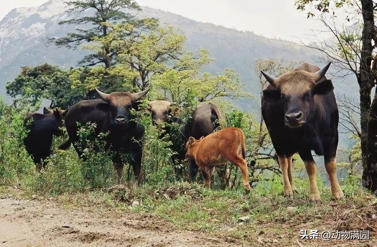Species Encyclopedia: Big-headed Cattle - iNEWS