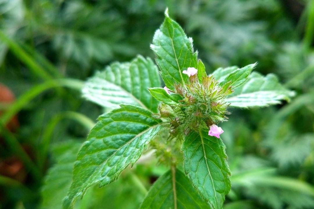 What kind of plant is a pinnacle - iNEWS