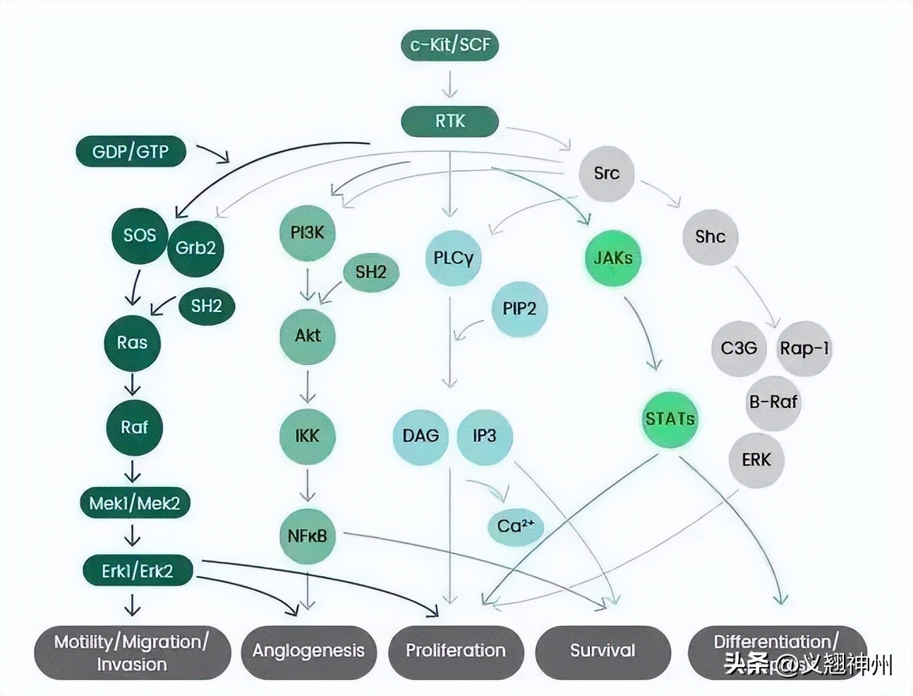 The c-Kit/SCF signaling axis that researchers must understand - iMedia