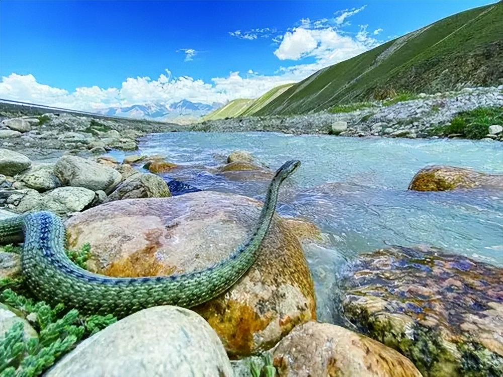 There are also snakes on the Qinghai-Tibet Plateau, and there is no ...