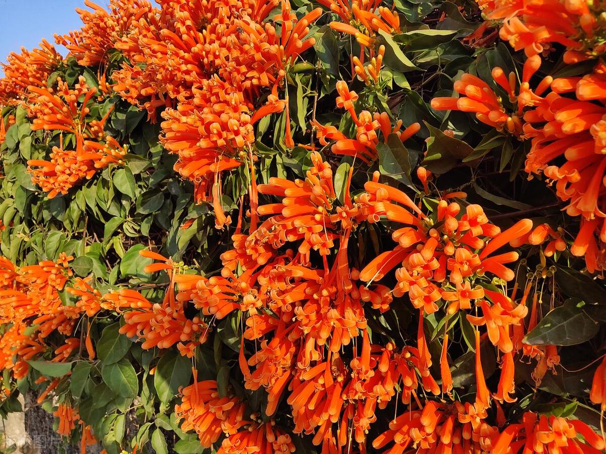 One tree is planted at the gate of Pao Zhan Hua, and one hundred ...