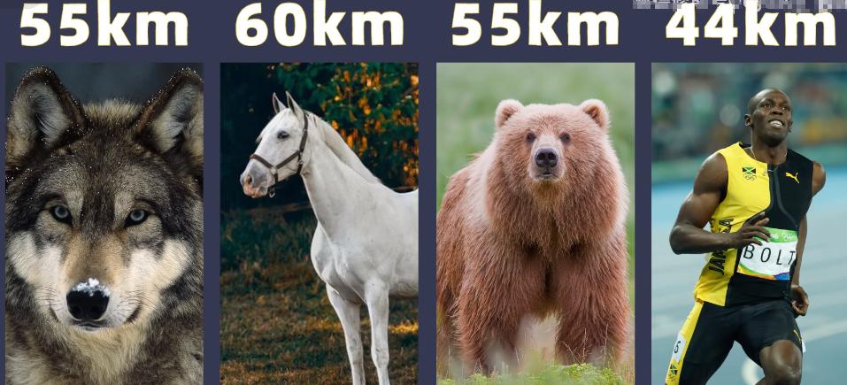 What is the theoretical maximum speed of human running? - iNEWS