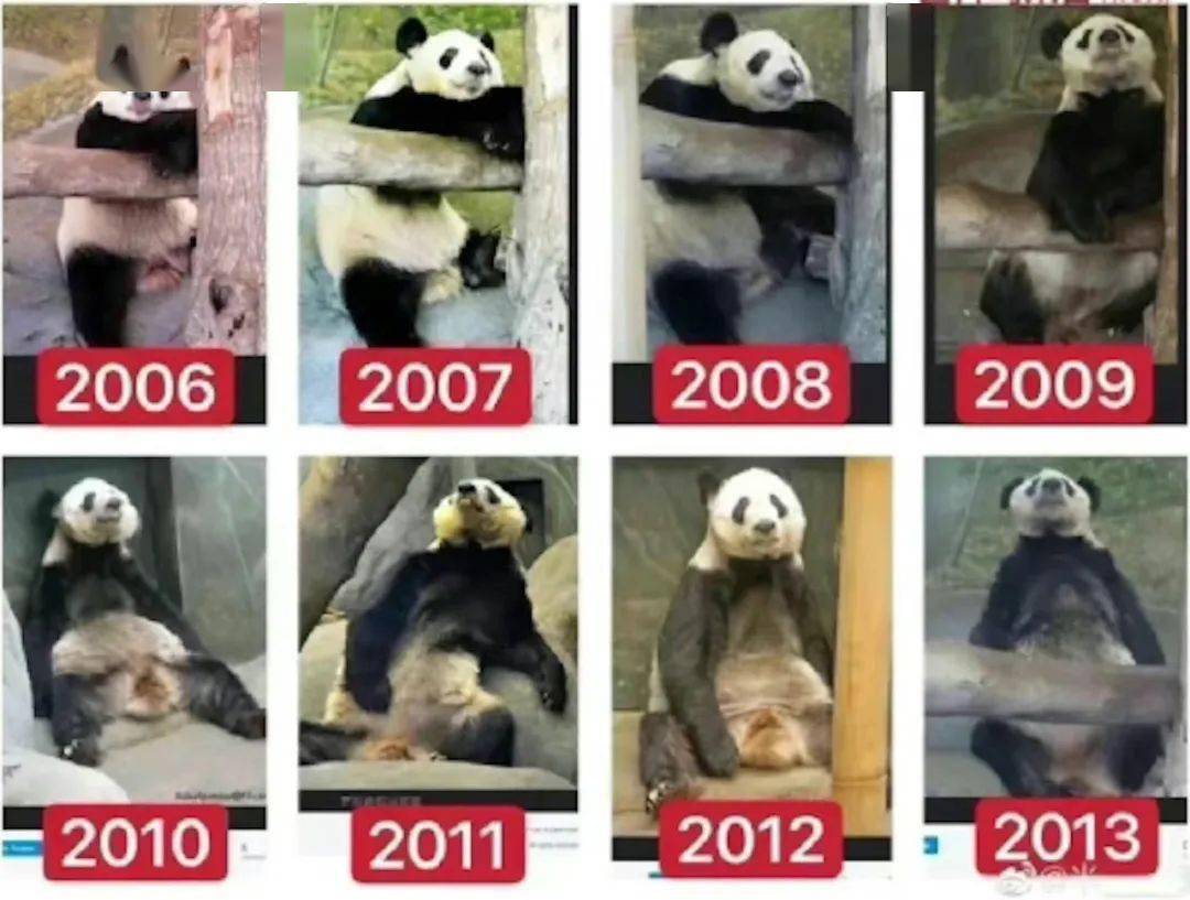 The skinny giant panda "Yaya" has returned to China, how should we ...