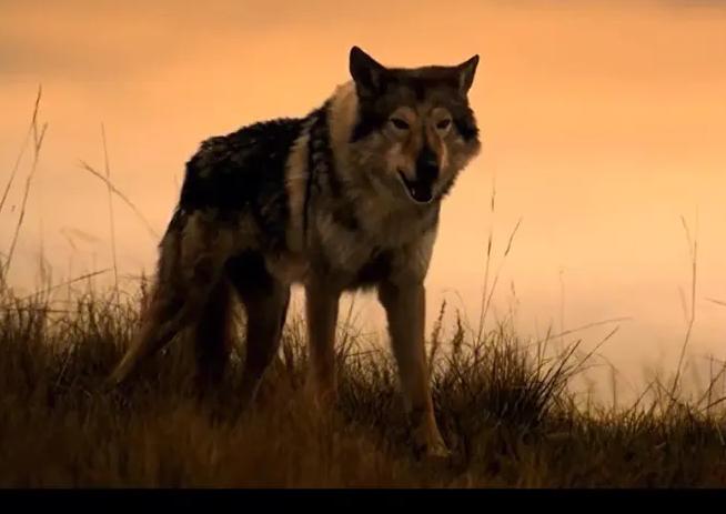 "Alpha: The Way Back with the Wolf": Exploring the Emotional Resonance ...