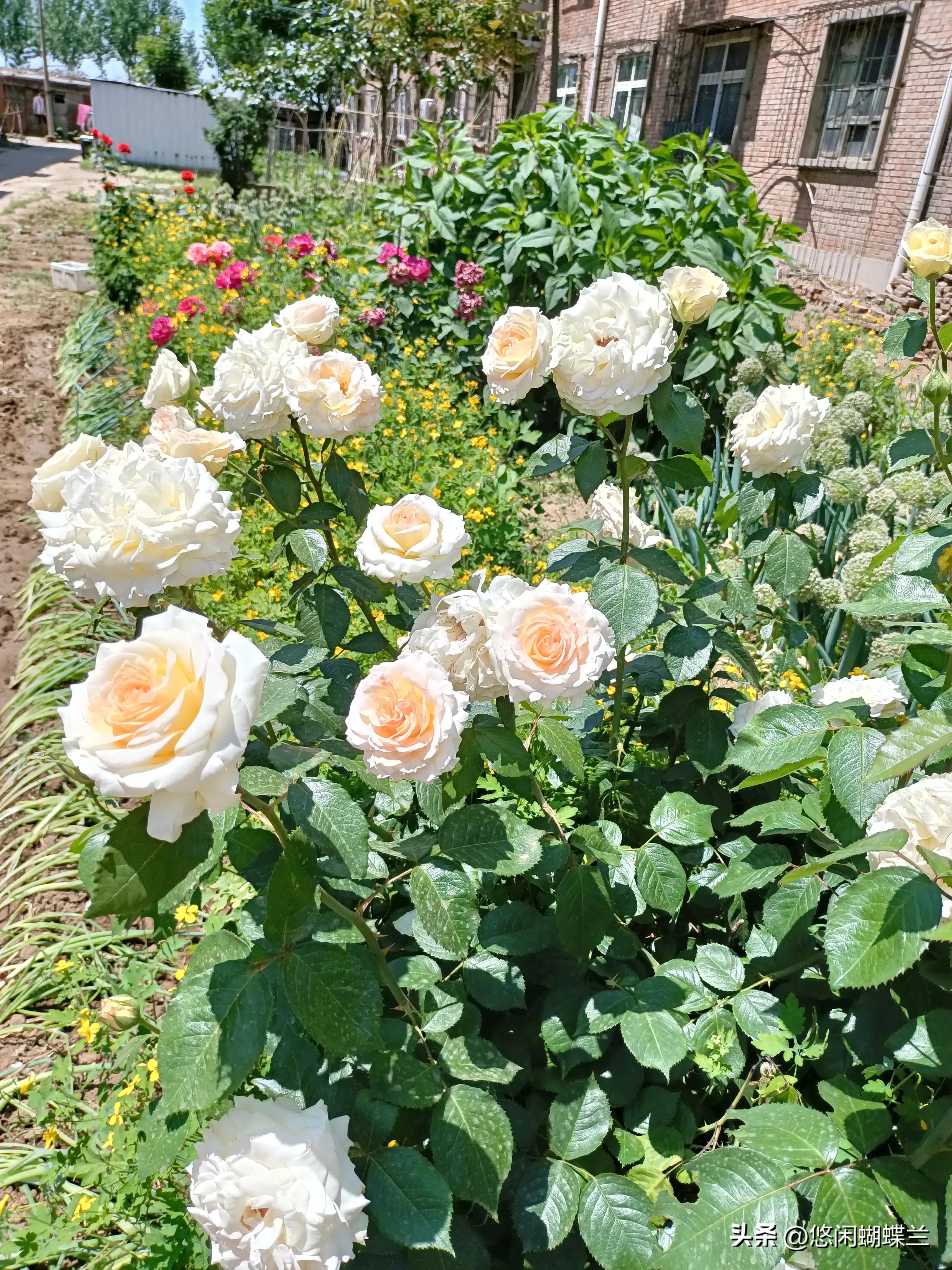 How can life in the countryside be done without flowers, I want to ...