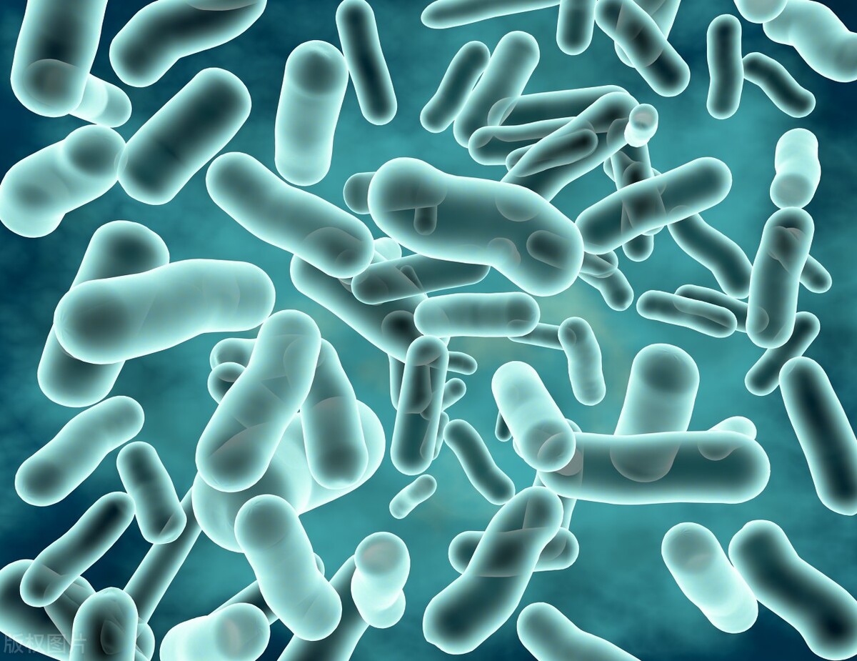 Association of bifidobacteria with human disease and variable ...