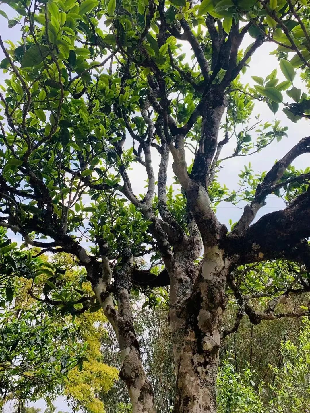 Tea-seeking journey: the real original ecological ancient tree Pu-erh ...