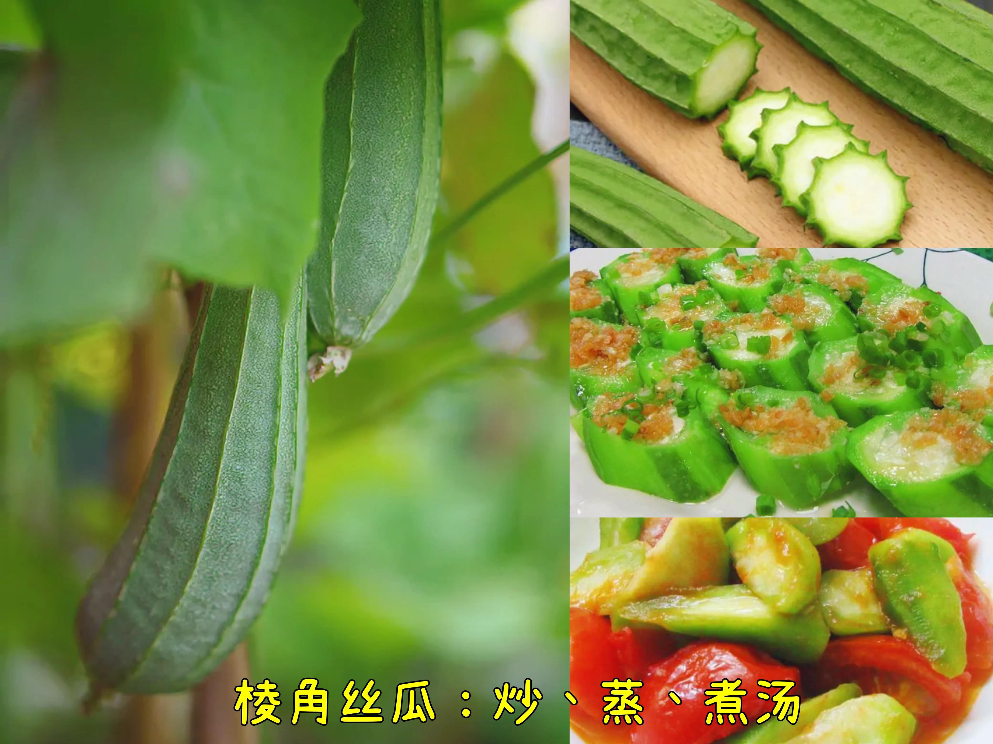 Edible Vegetables and Wild Vegetables (6) Cucurbitaceae - iNEWS