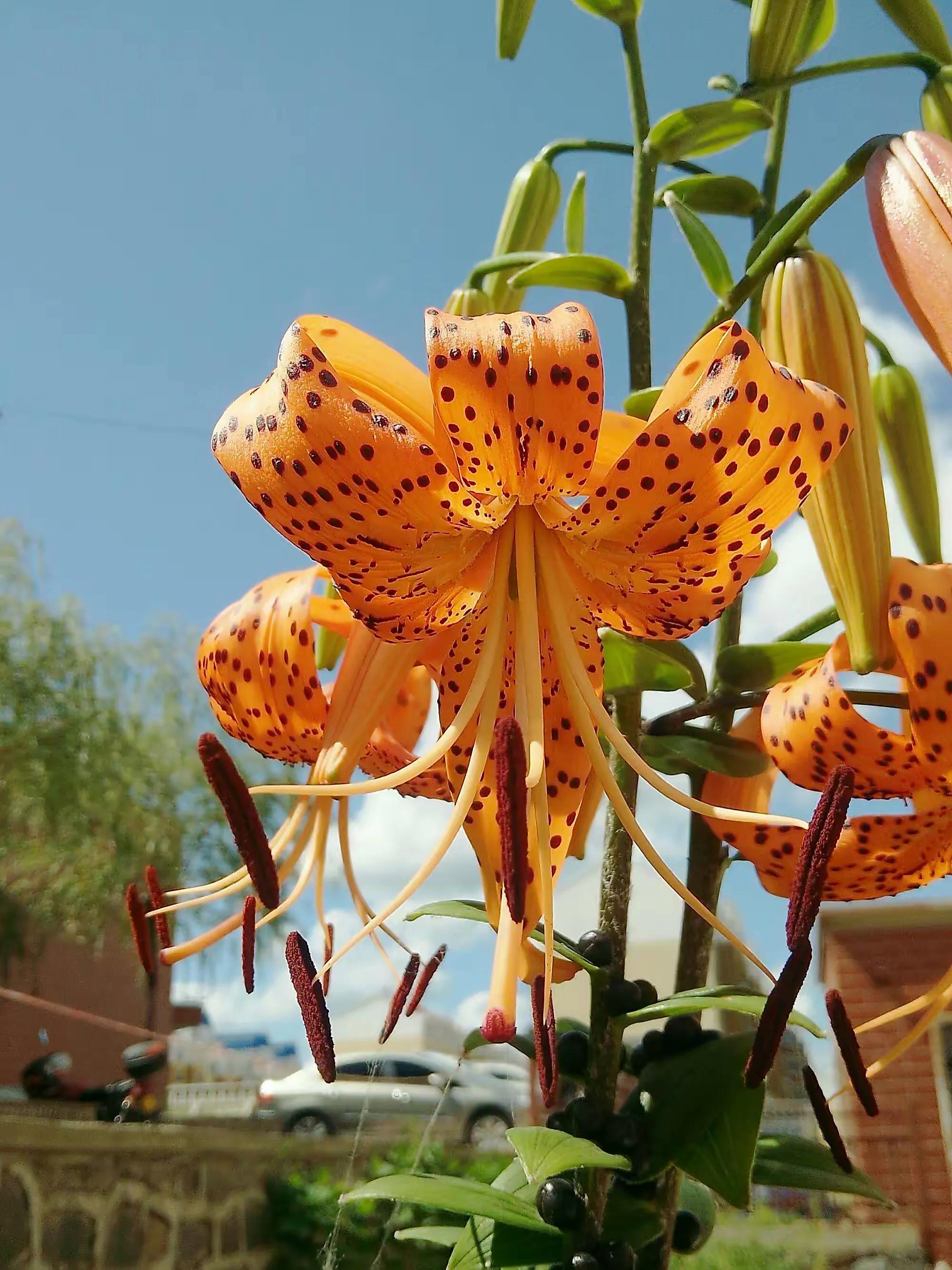 Volume Dan - medicine lily - iNEWS