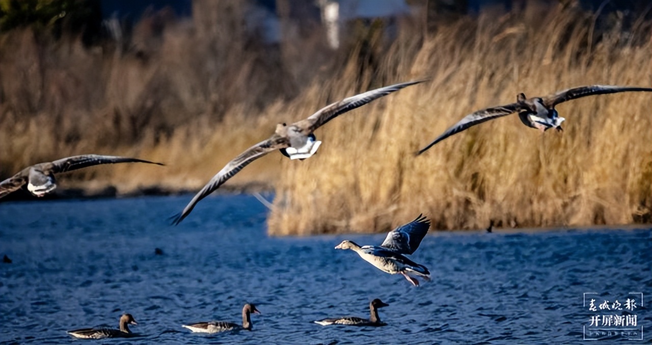 Spectacular! Wild geese flying in Eryuan West Lake, Dali - iNEWS