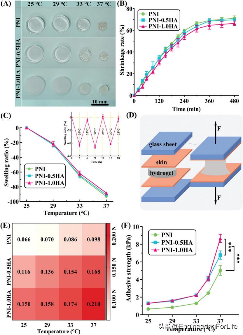 Thermally stimulated self-shrinking biomimetic hyaluronic acid-based ...