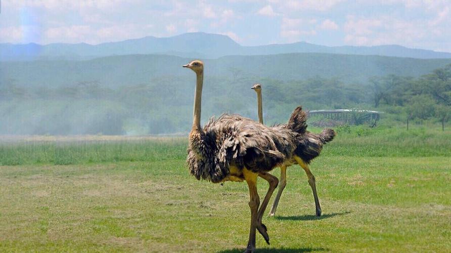 The living environment and appearance characteristics of ostriches - iMedia