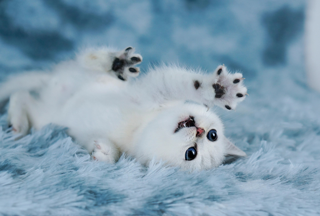 What is the process of consignment of pet cats and what procedures need ...