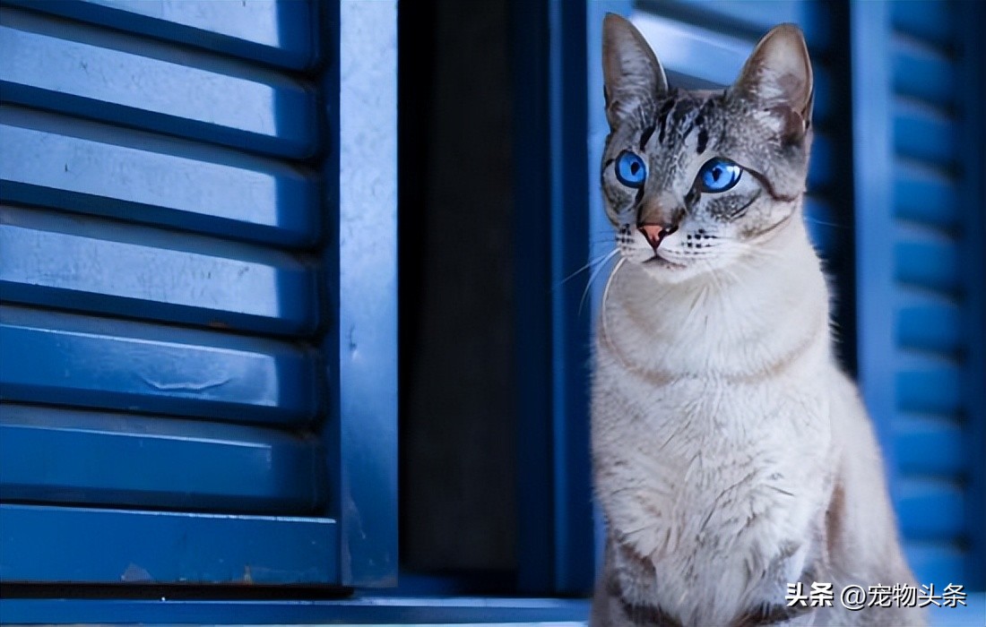 Can SF Express send pet cats? - iNEWS