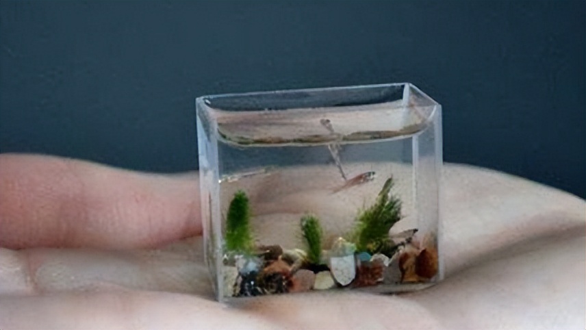 The smallest vertebrate in the world, so small that we can hardly tell ...