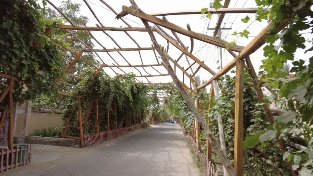 "Around Xinjiang" Episode 4: Encountering the Grape Corridor - iMedia