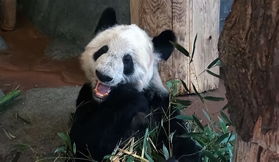 "Ya Ya" returns! Arrived in Beijing Zoo smoothly - iNEWS