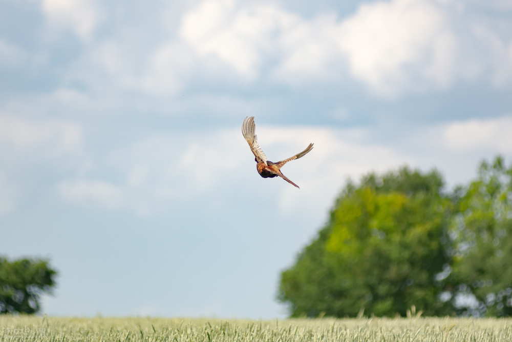 "Bei Feng·Xiong Pheasant" in "Book of Songs" 032: Is it ...