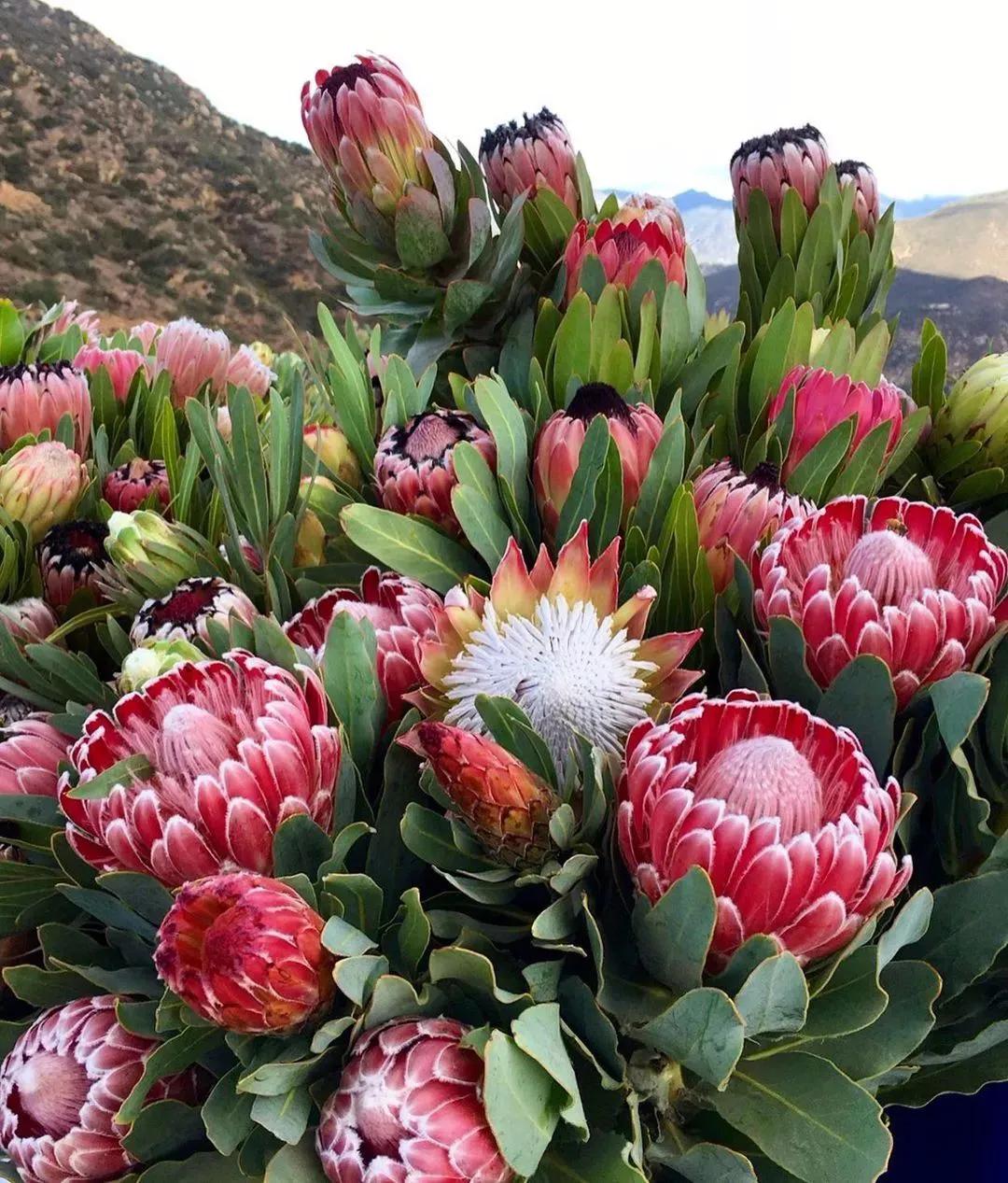 6 noble flowers, huge and mysterious - iNEWS