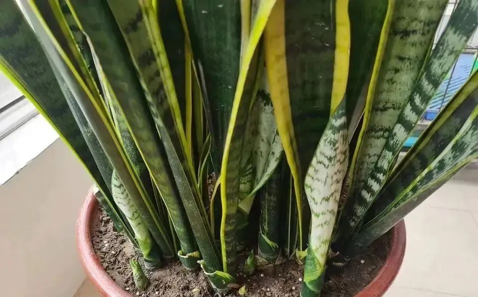 These 4 kinds of flowers are immortal, with thick roots and thick ...