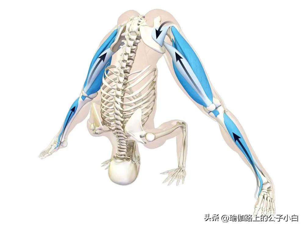 Yoga Anatomy - Double Angle Pose - iNEWS