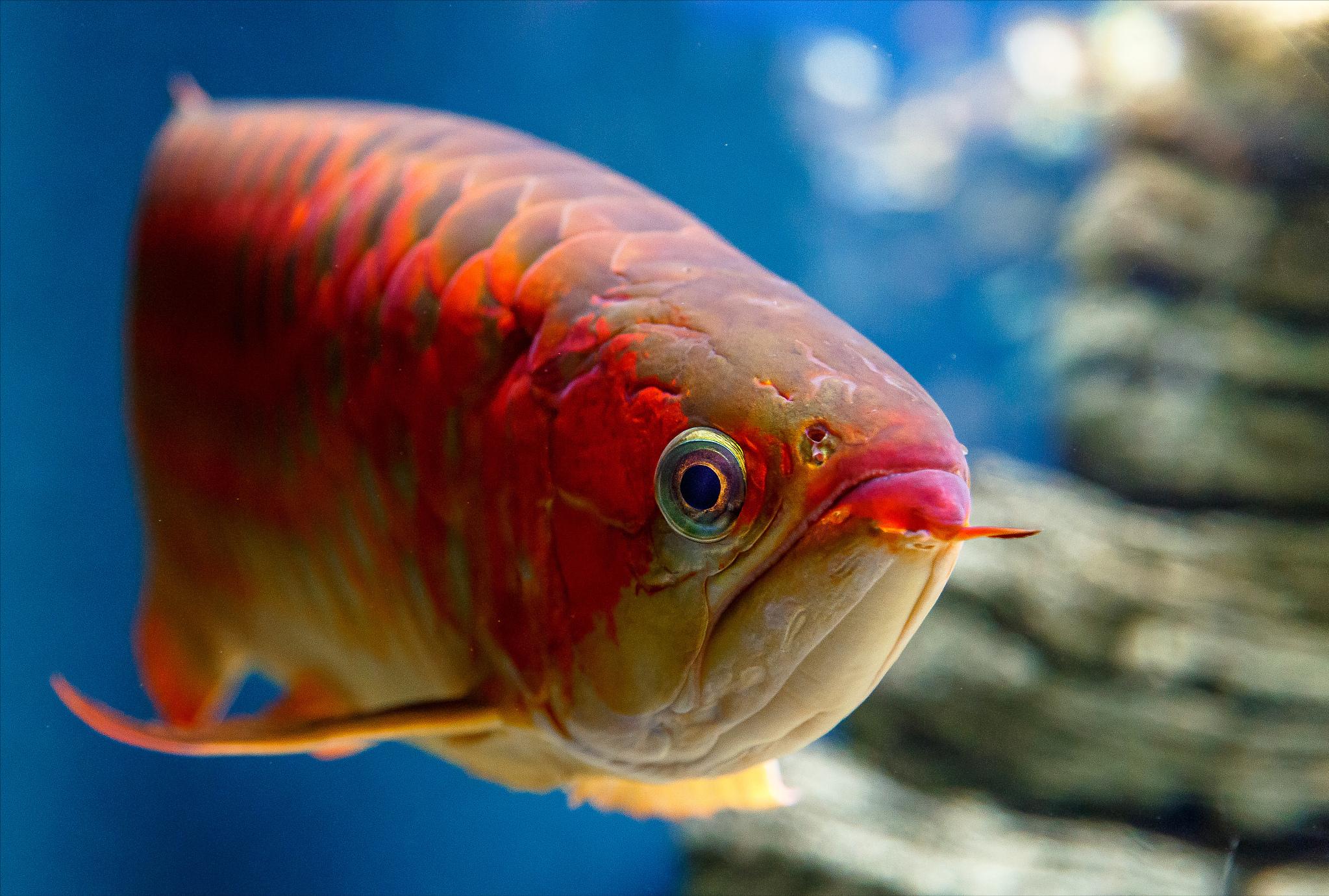 Look at the complexion of dragon fish scales! The charm of watching ...