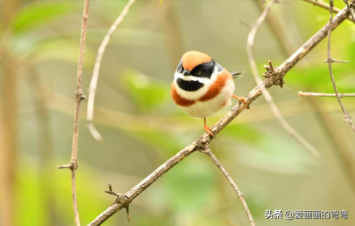 Lovely without knowing it, "China's smallest bird" - iNEWS
