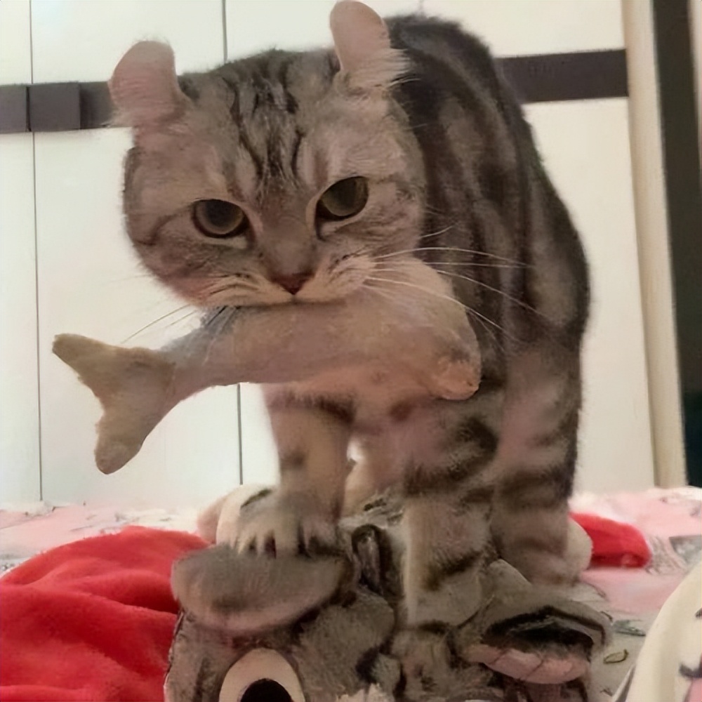 These 7 behaviors of a cat prove that it regards you as a "cat mother ...