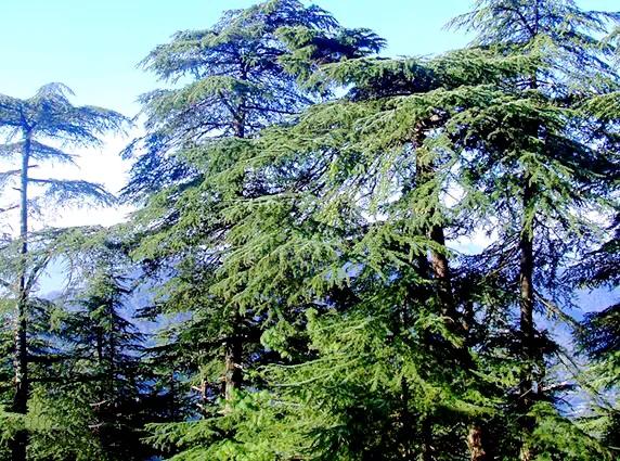 Cedar-one of the world's famous garden ornamental trees - iNEWS