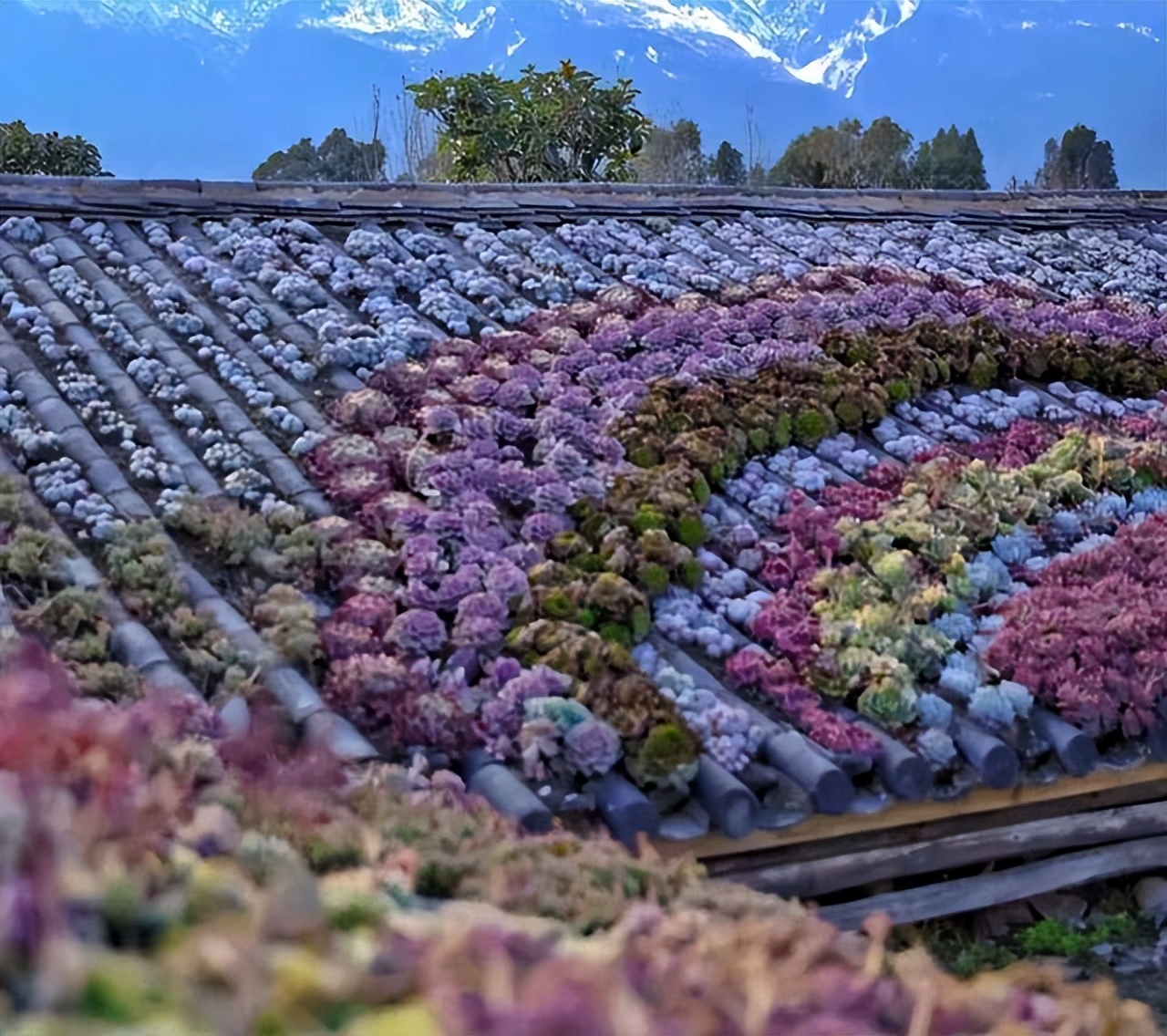 A 37-year-old wife in Chongqing, who became popular because of the ...