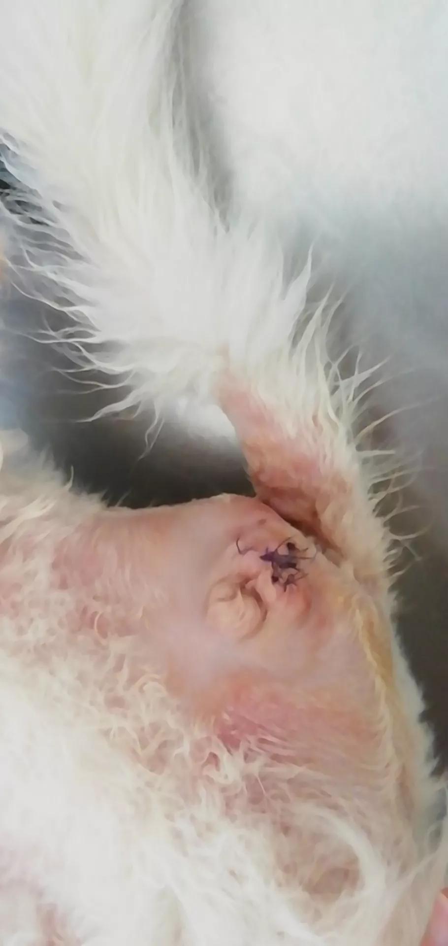 About Yip's Urethrostomy in Male Cats - iNEWS