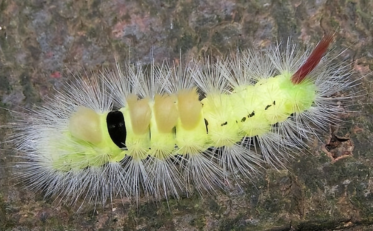 Top5 most disgusting creatures in the world, the ship borer is ugly ...