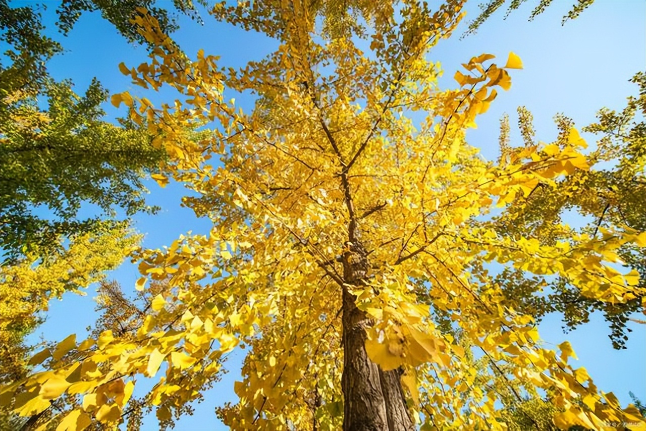 If you want to make ginkgo look good, you can cultivate beautiful ...