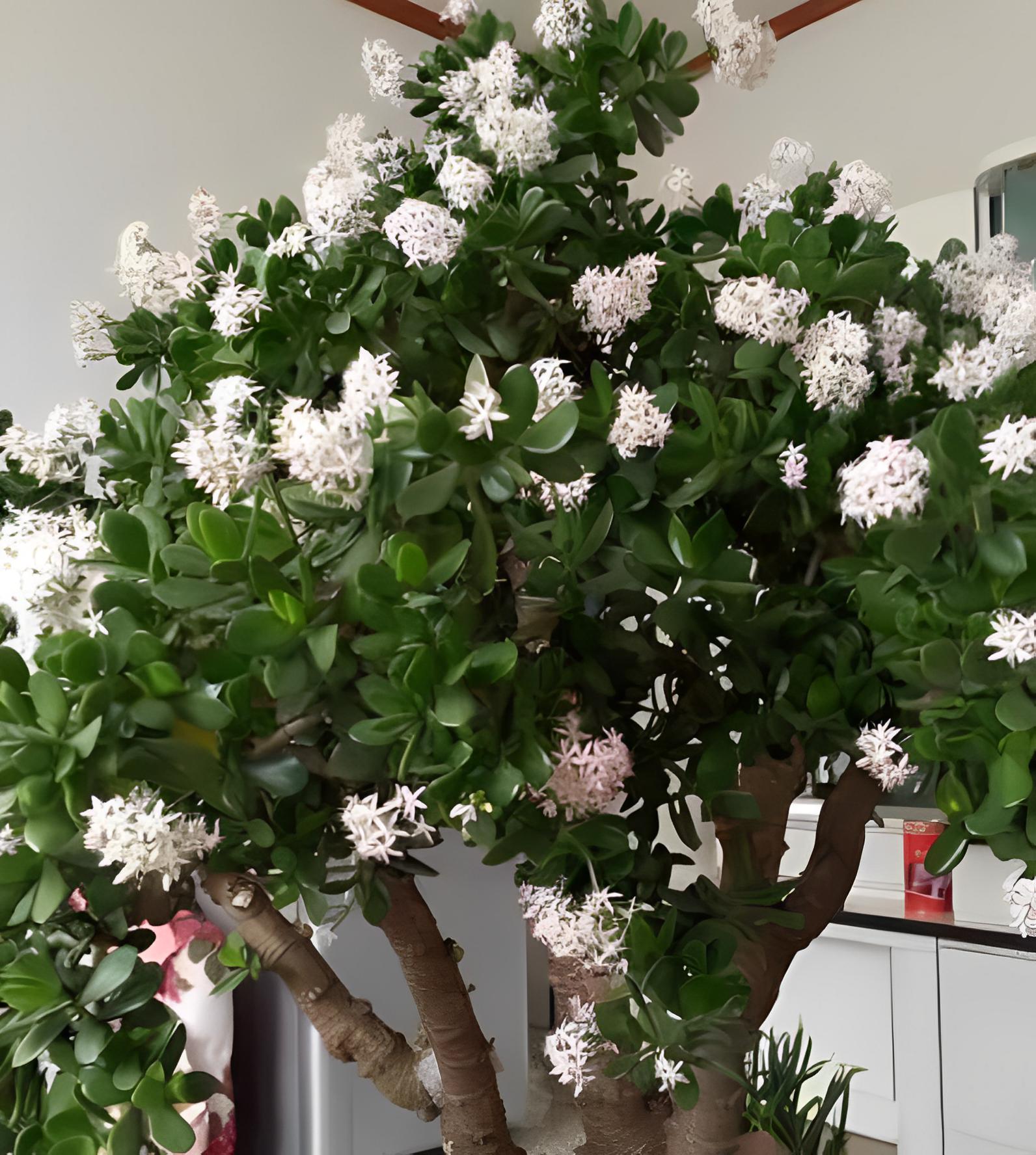 Like Longevity Tree?Listen to the old gardener, raise 4 species, keep ...